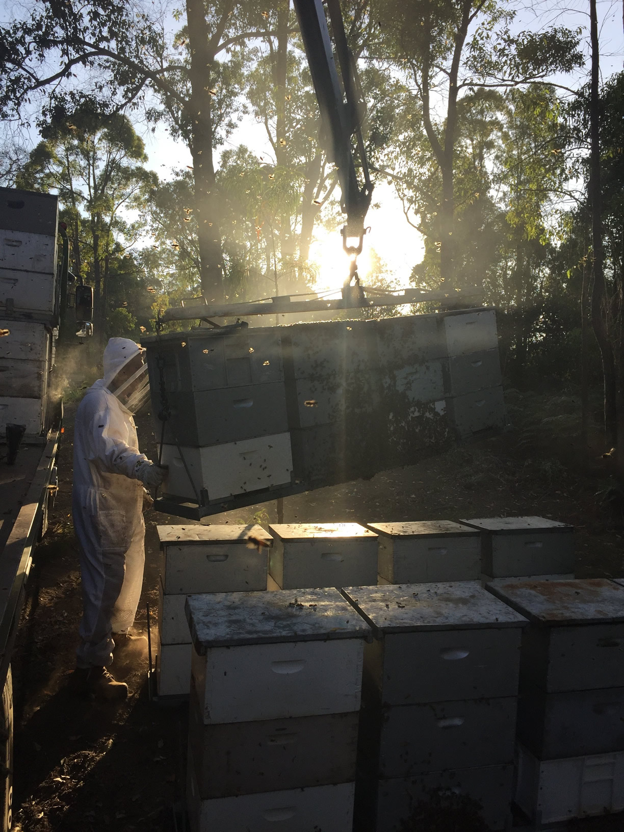 A Taste of Honey | Sunflower Organics and Wellness - Ayurveda and ...